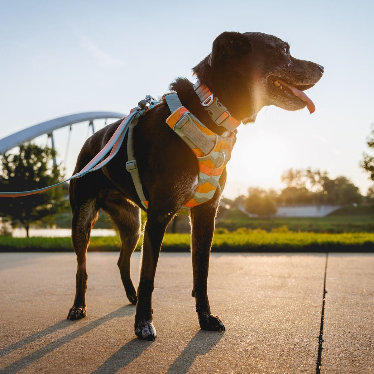 Ruffwear Outdoor Dog Gear for Adventures – Leadingdog